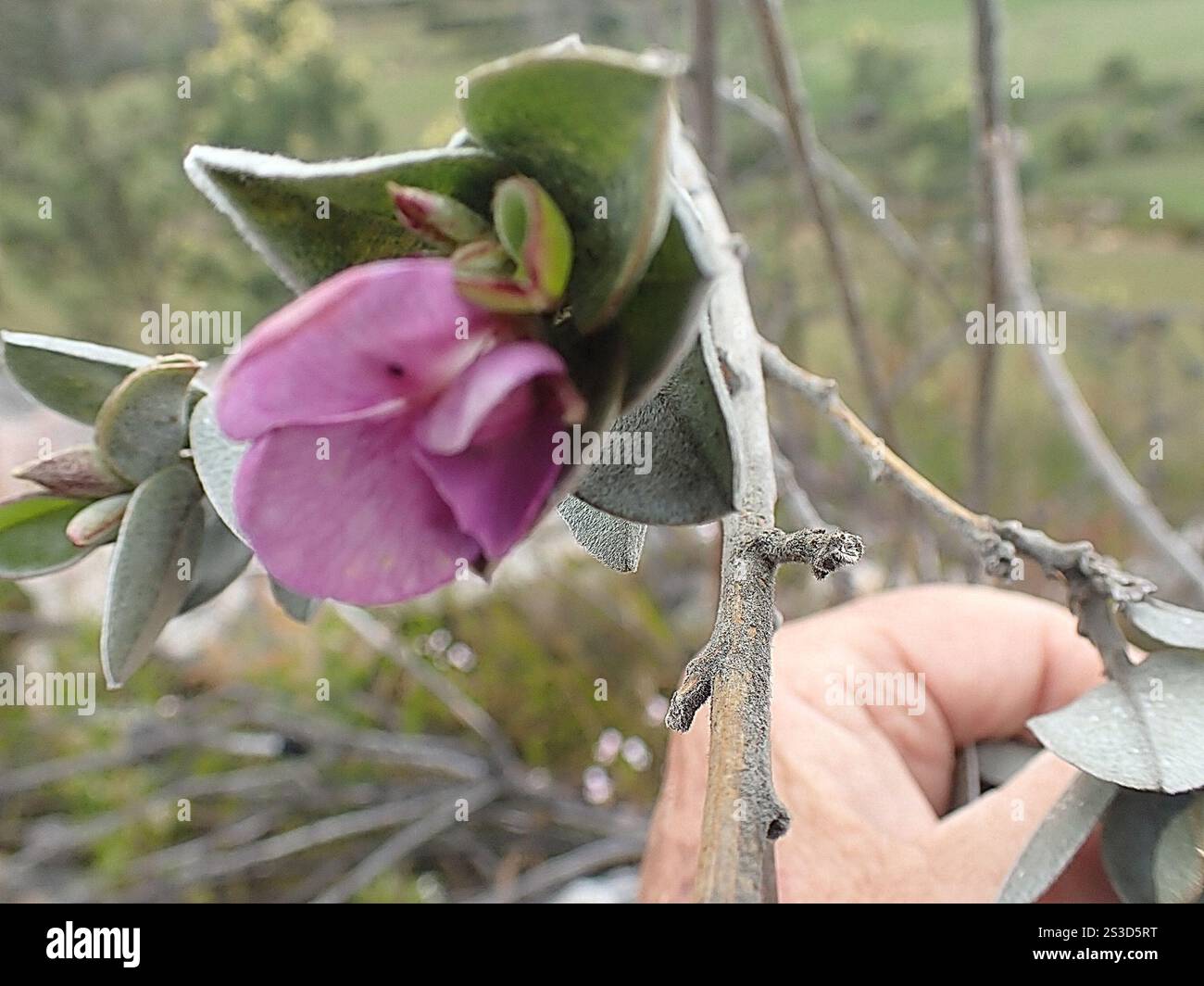 Felt Capesweetpea (Podalyria hirsuta Stock Photo - Alamy