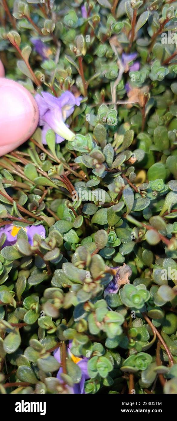 New Zealand Musk (Thyridia repens Stock Photo - Alamy