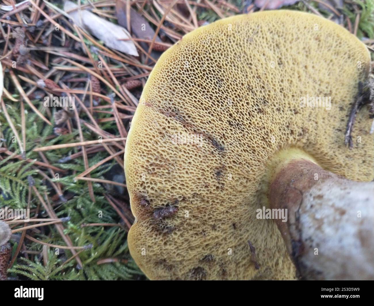 Blue-staining Slippery Jack (Suillus tomentosus Stock Photo - Alamy