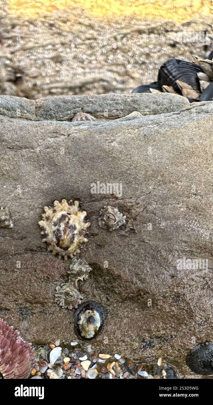 Rough Limpet (Lottia scabra Stock Photo - Alamy