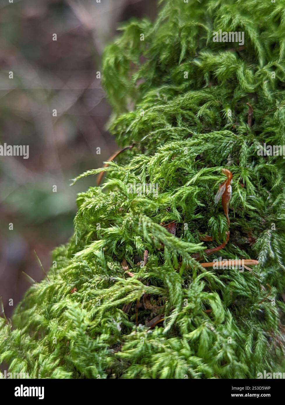 Cat's Tail Moss (Pseudisothecium stoloniferum Stock Photo - Alamy