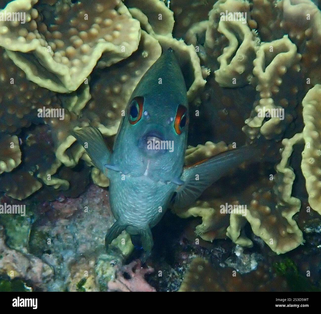 Pearlscale Angelfish (Centropyge vrolikii Stock Photo - Alamy