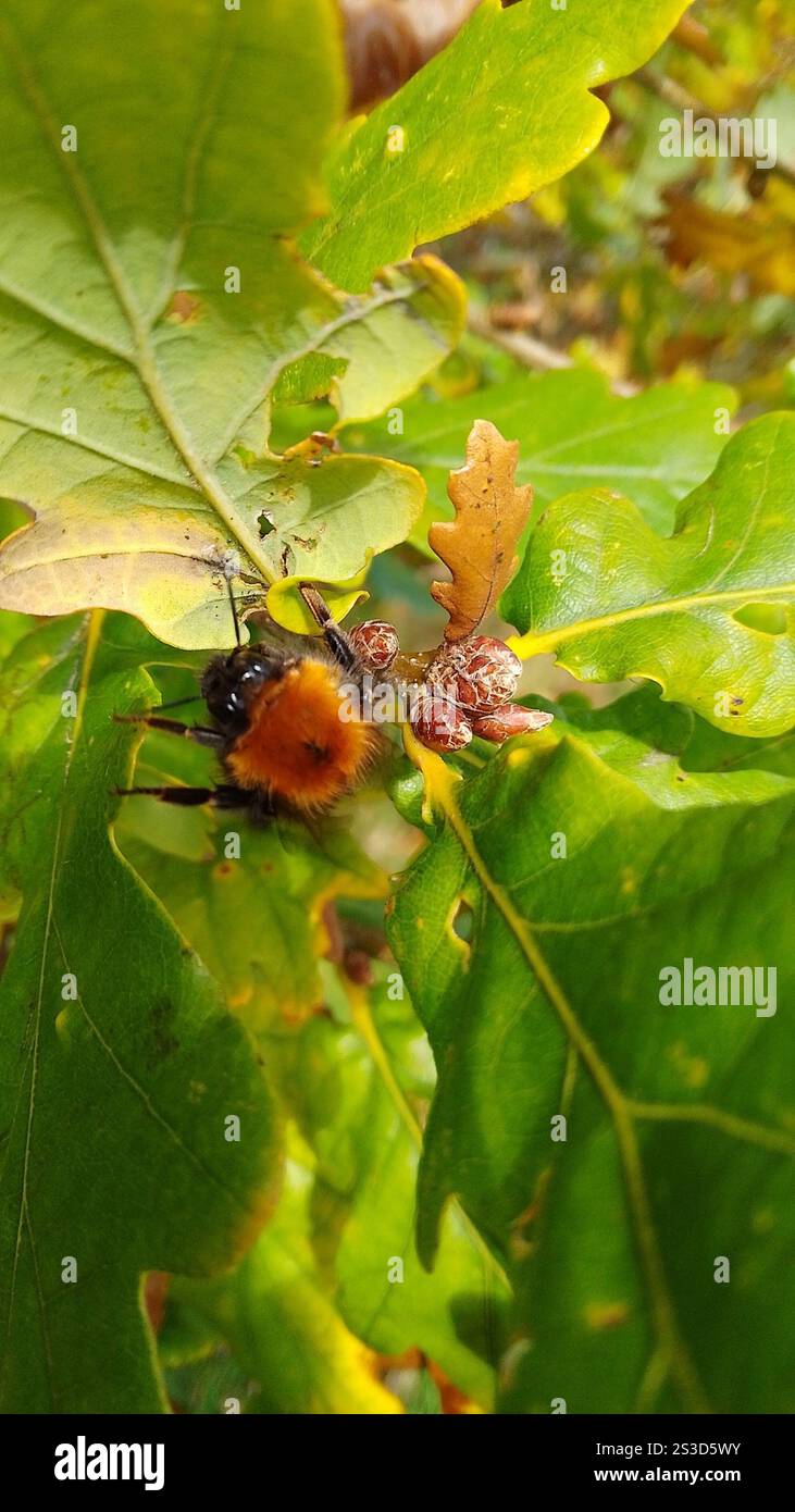 Tree Bumble Bee (Bombus hypnorum Stock Photo - Alamy