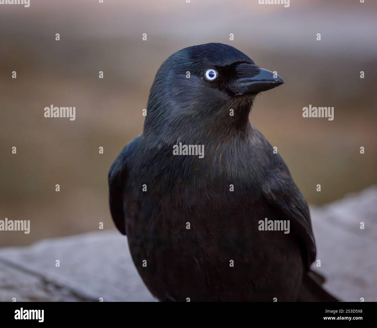 Close up blue eyed raven Stock Photo - Alamy