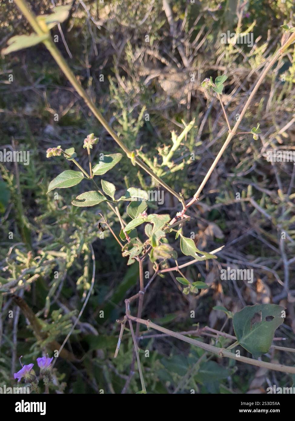 Wild Four o'Clock (Mirabilis nyctaginea Stock Photo - Alamy