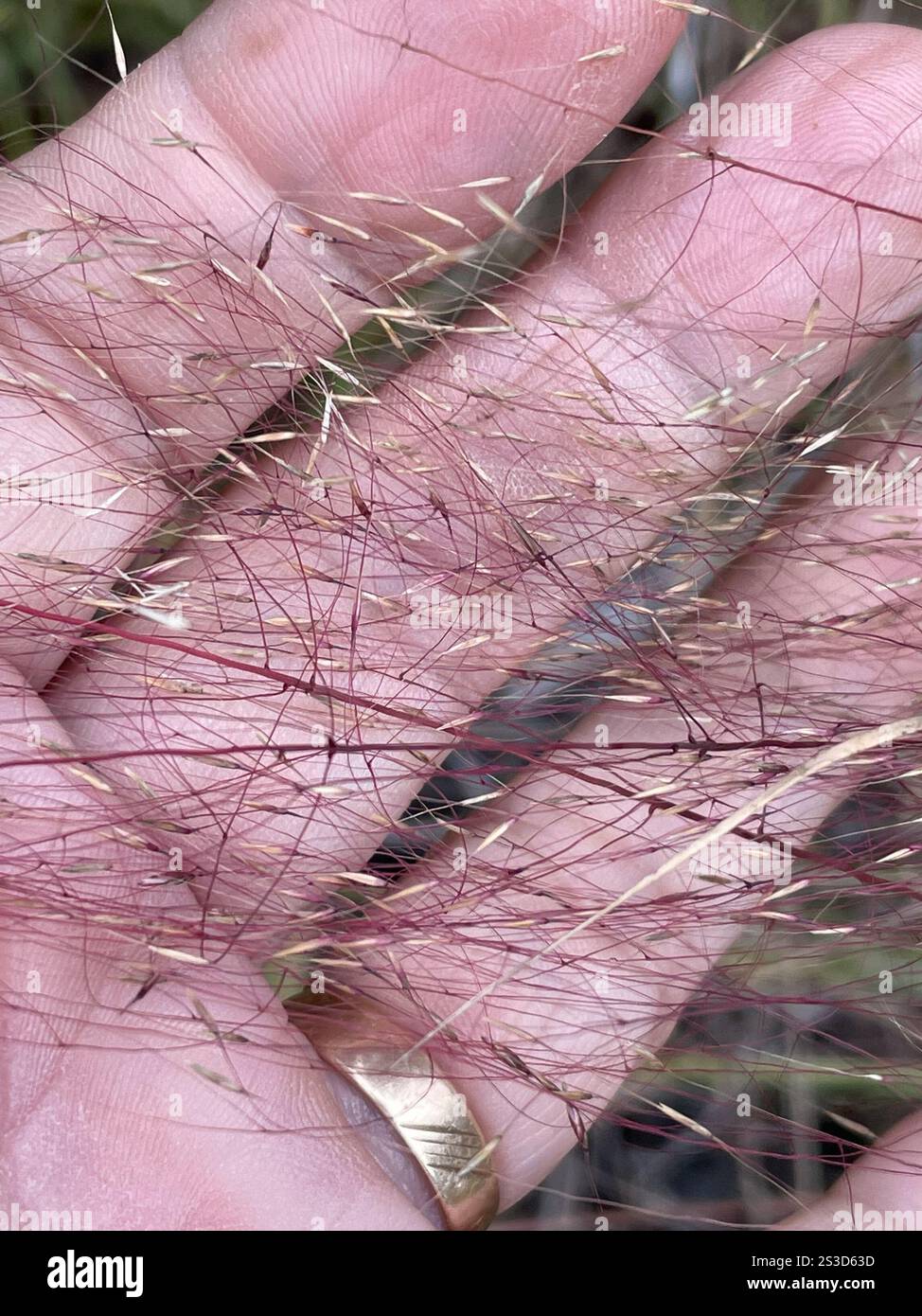 Hairawn Muhly (Muhlenbergia capillaris Stock Photo - Alamy