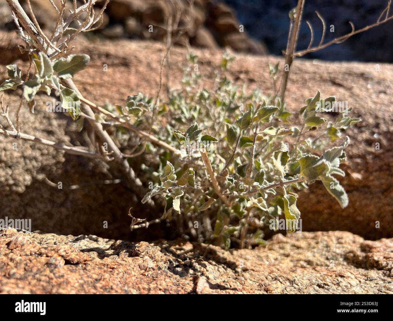 desert lavender (Condea emoryi Stock Photo - Alamy