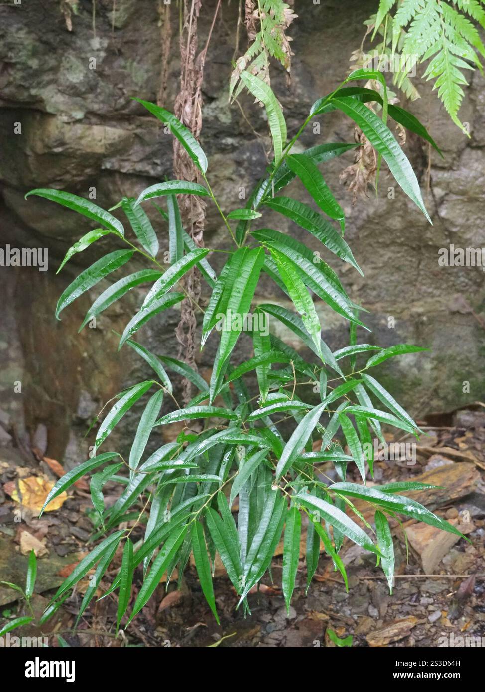 King's Fig (Ficus ampelos Stock Photo - Alamy