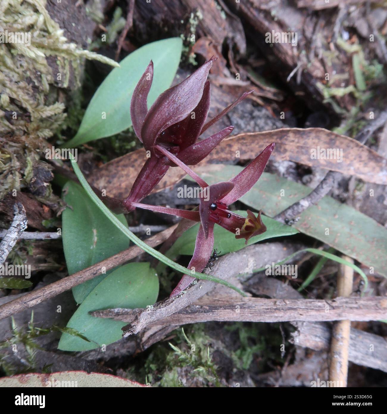 three-horned bird orchid (Chiloglottis triceratops Stock Photo - Alamy