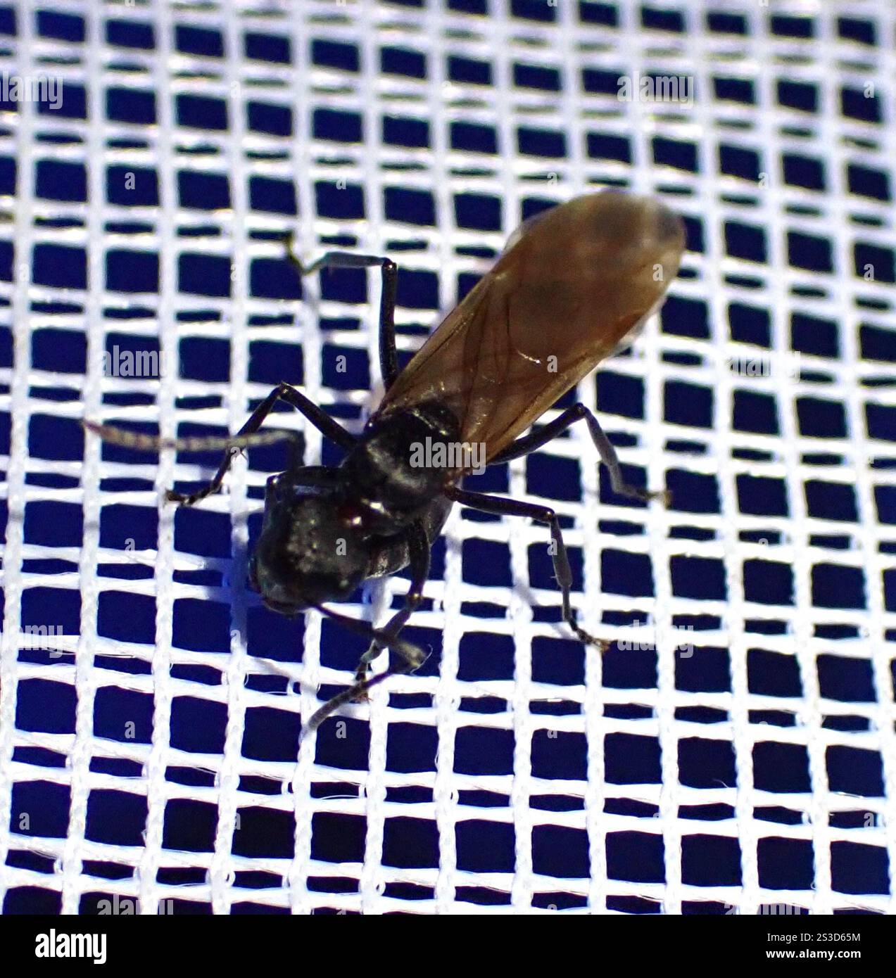 Spiny ants hi-res stock photography and images - Alamy