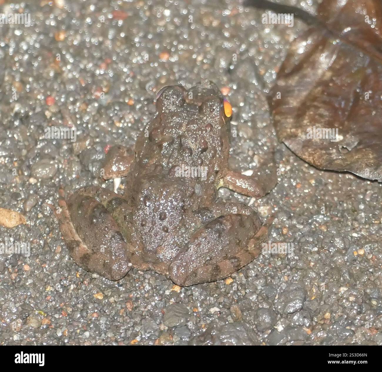 Fejervarya cancrivora hi-res stock photography and images - Alamy