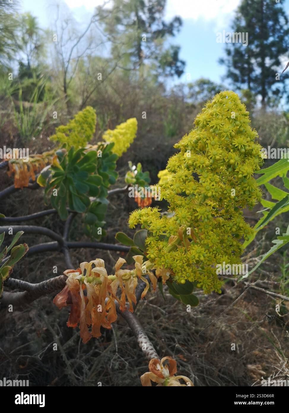 Tree Aeonium (Aeonium arboreum Stock Photo - Alamy
