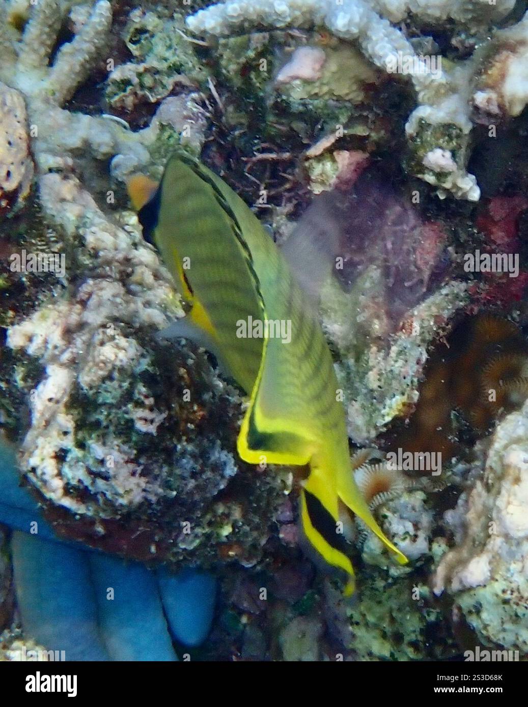 Lattice Butterflyfish (Chaetodon rafflesii Stock Photo - Alamy