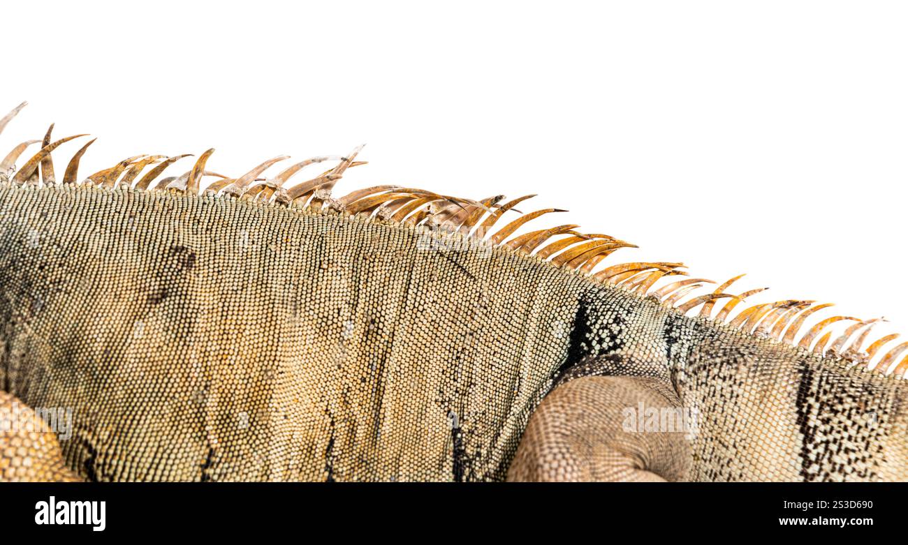 Close-up of the skin and dorsal crest of a Green iguana, Iguana iguana ...
