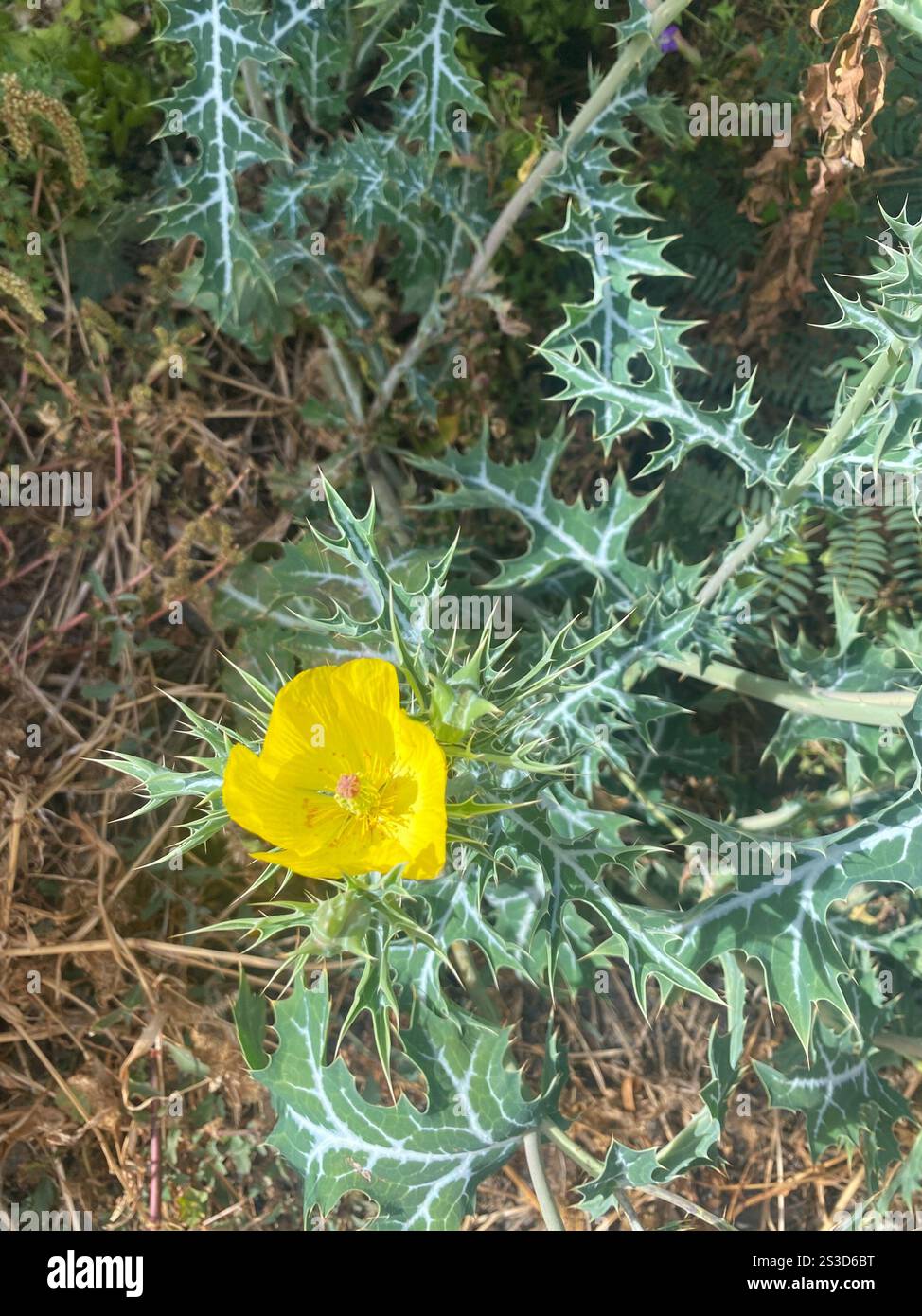 Mexican prickly poppy (Argemone mexicana Stock Photo - Alamy