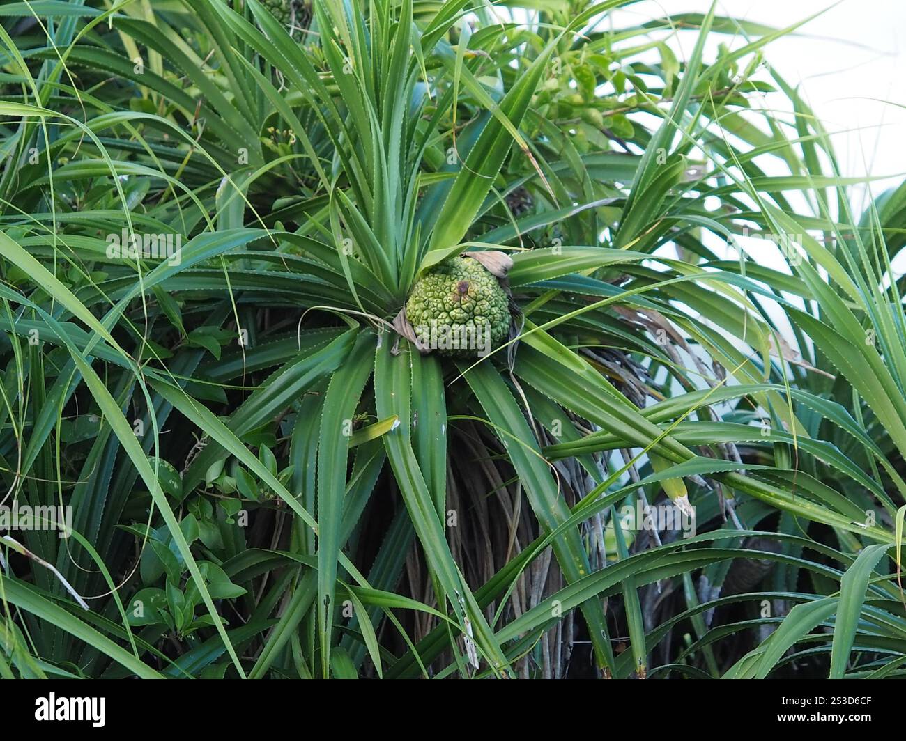 Screw-pine (Pandanus odorifer Stock Photo - Alamy