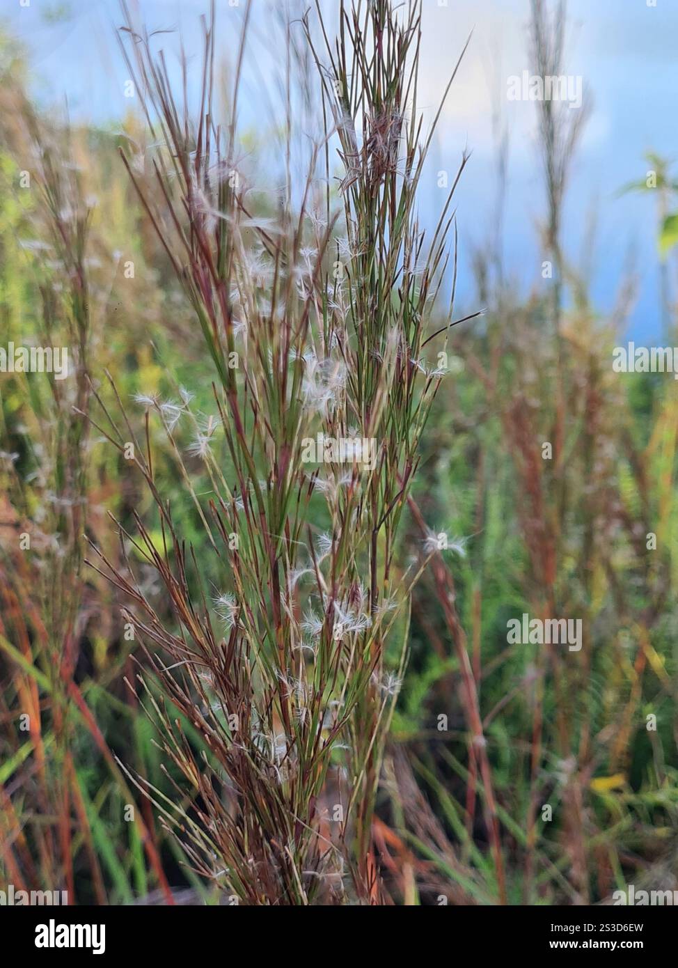 grasses, sedges, cattails, and allies (Poales Stock Photo - Alamy