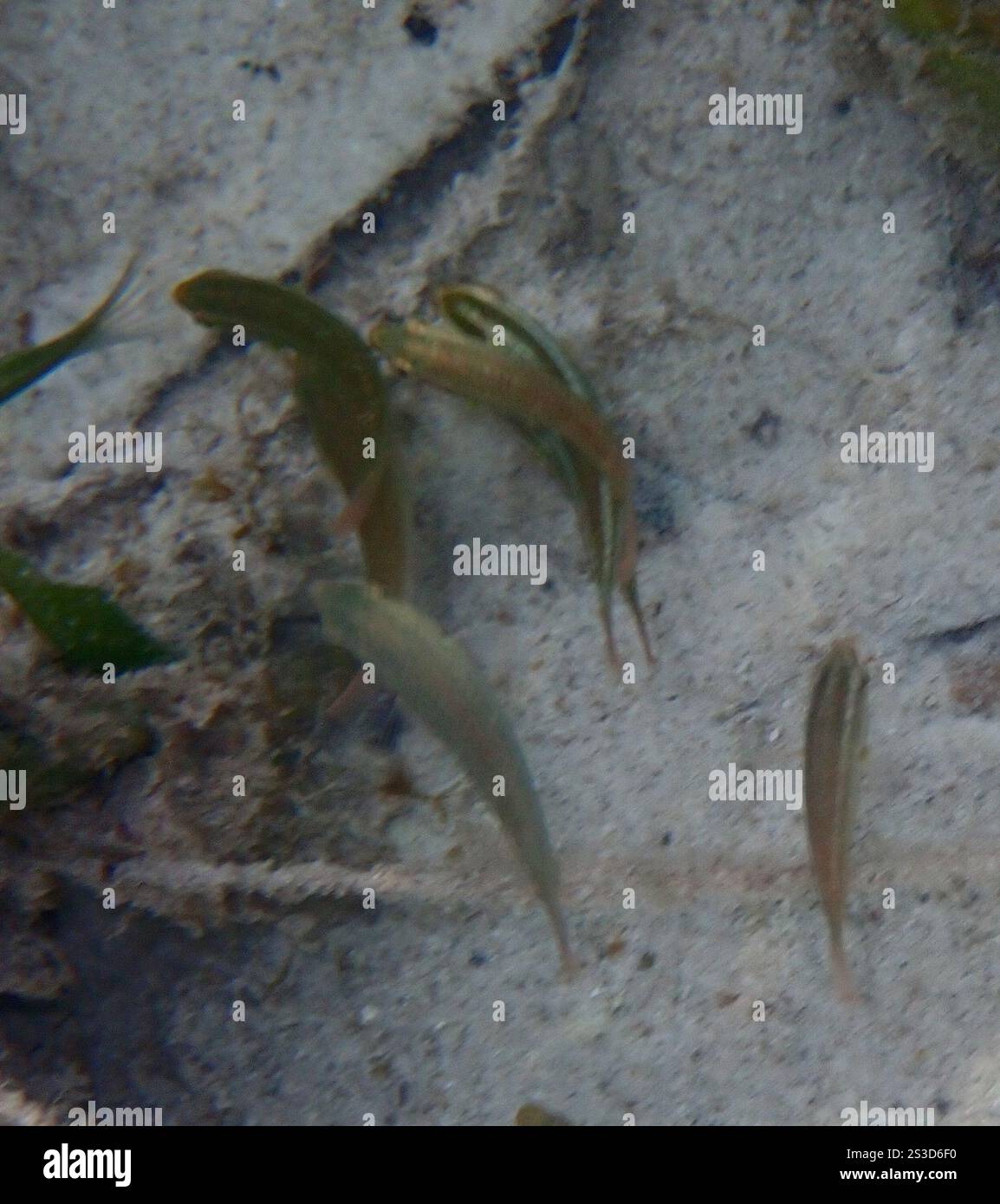 Ray-finned Fishes (Actinopterygii Stock Photo - Alamy