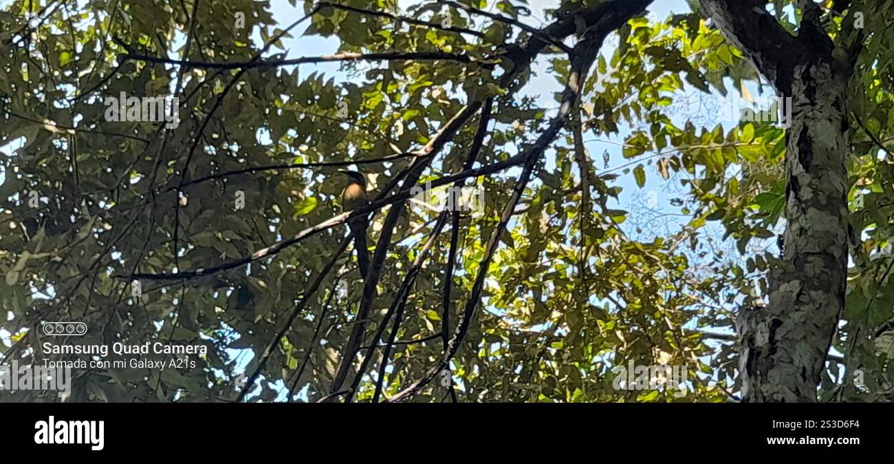 Lesson's Motmot (Momotus lessonii Stock Photo - Alamy