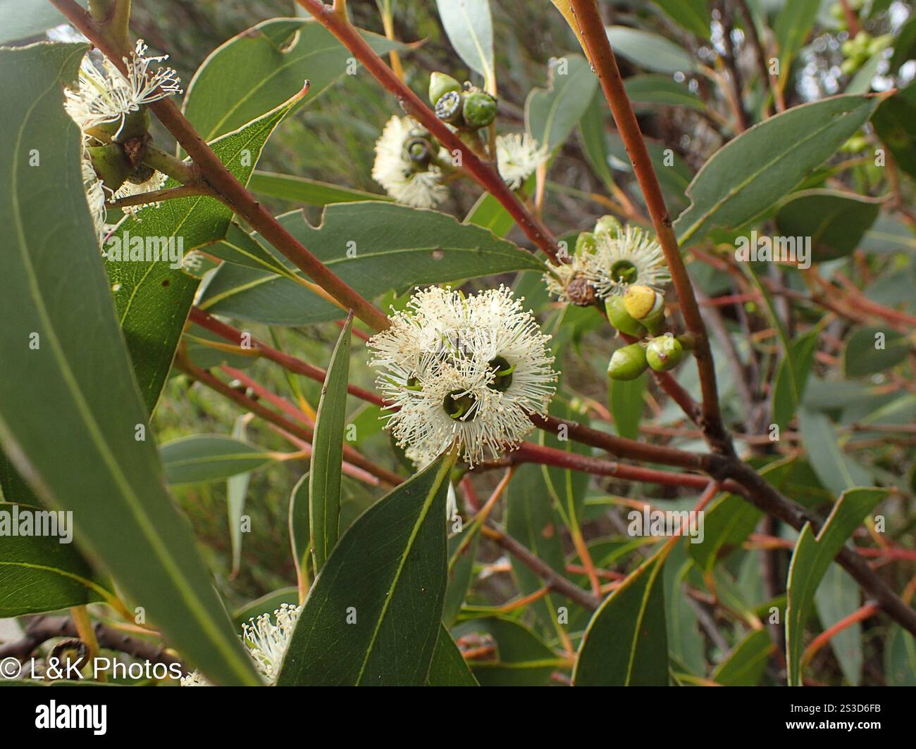 coastal white mallee gum (Eucalyptus diversifolia Stock Photo - Alamy