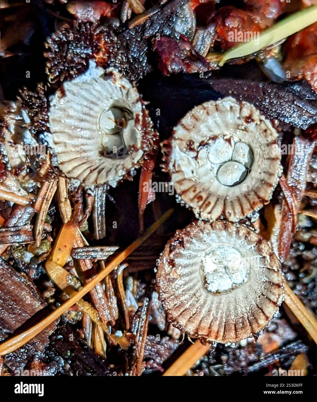 fluted bird's nest fungus (Cyathus striatus Stock Photo - Alamy