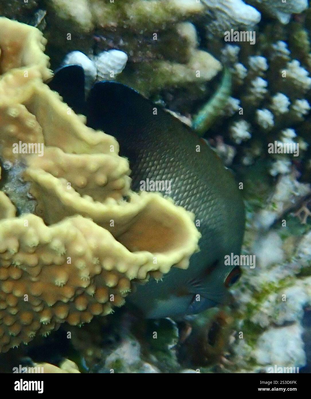 Pearlscale Angelfish (Centropyge vrolikii Stock Photo - Alamy
