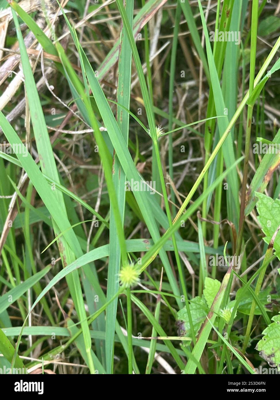 Shortleaf Spikesedge (Cyperus brevifolius Stock Photo - Alamy