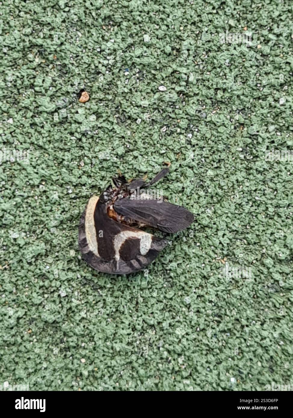 Black-and-white Treehopper (Membracis foliatafasciata Stock Photo - Alamy