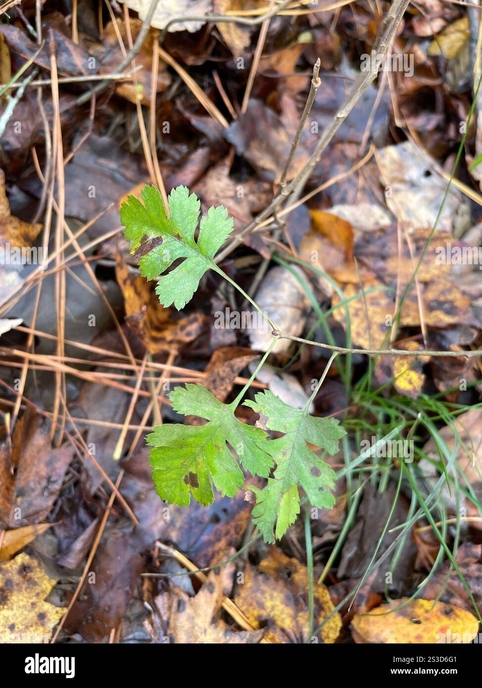 parsley hawthorn (Crataegus marshallii Stock Photo - Alamy