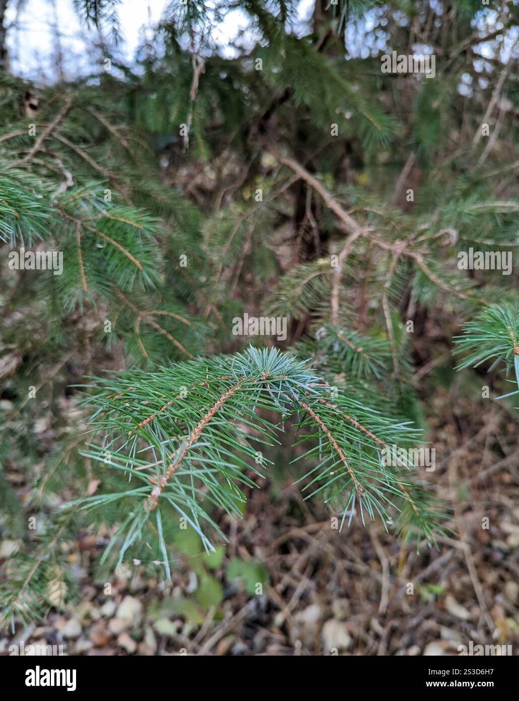 Sitka spruce (Picea sitchensis Stock Photo - Alamy