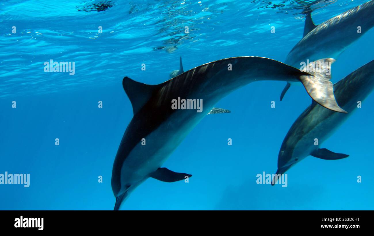 Dolphins. Spinner dolphin. Stenella longirostris is a small dolphin ...