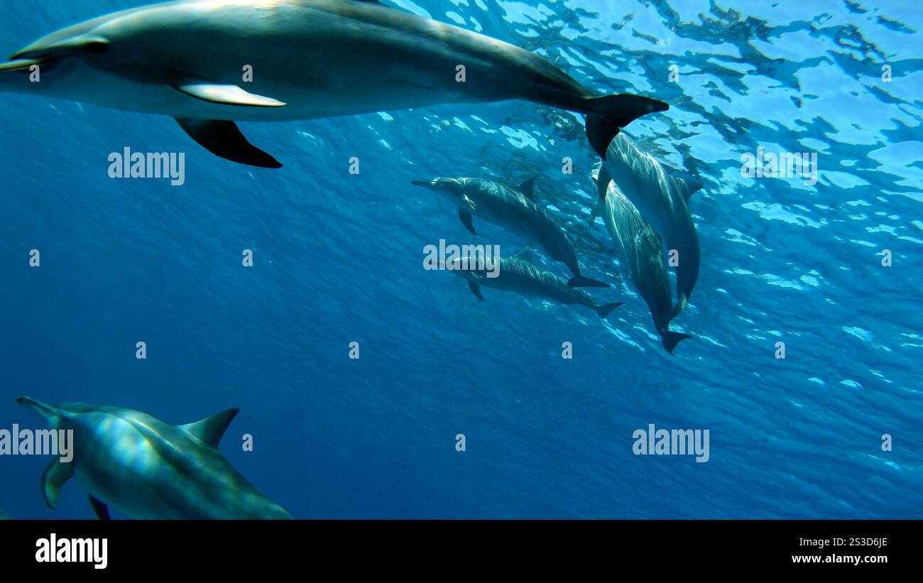 Dolphins. Spinner dolphin. Stenella longirostris is a small dolphin ...
