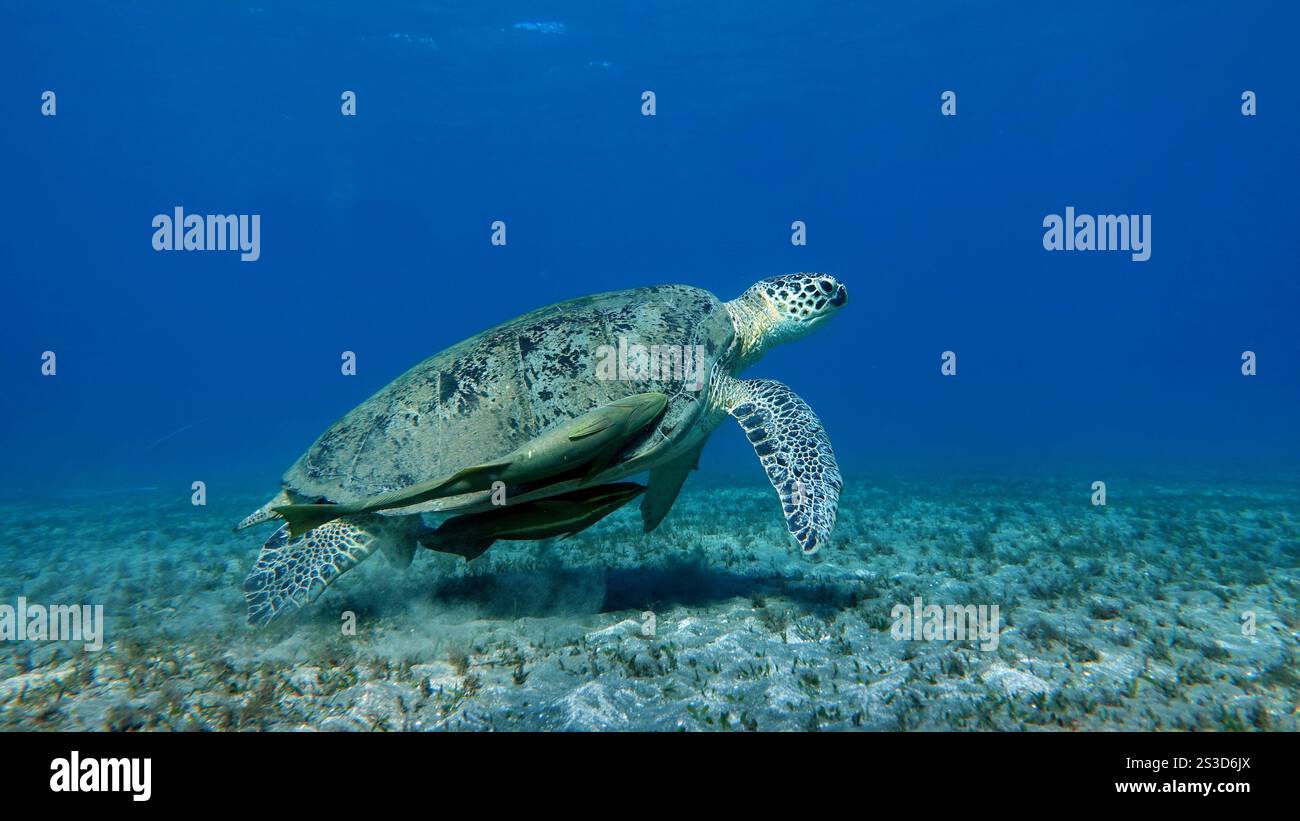 Big Green turtle , Green turtles are the largest of all sea turtles. A ...