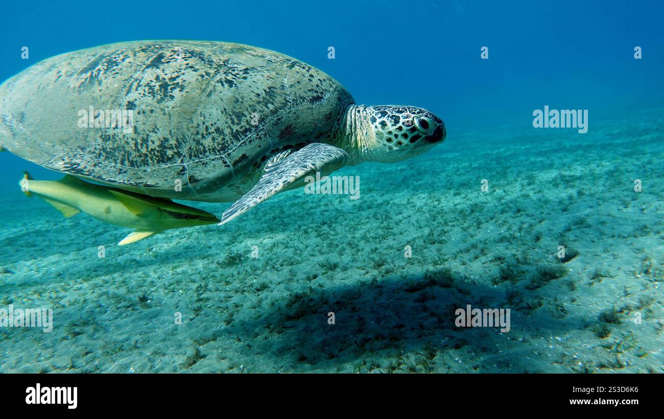 Big Green turtle , Green turtles are the largest of all sea turtles. A ...