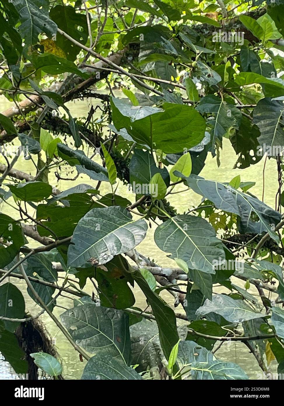 Hauili fig tree (Ficus septica Stock Photo - Alamy