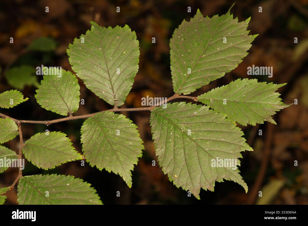 Wych Elm (Ulmus glabra Stock Photo - Alamy