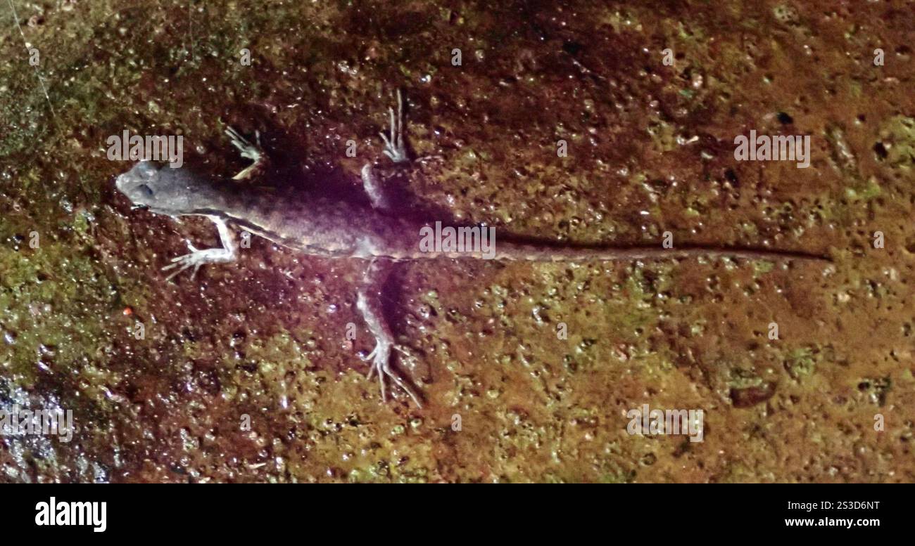 Asian Forest Skinks (Sphenomorphus Stock Photo - Alamy