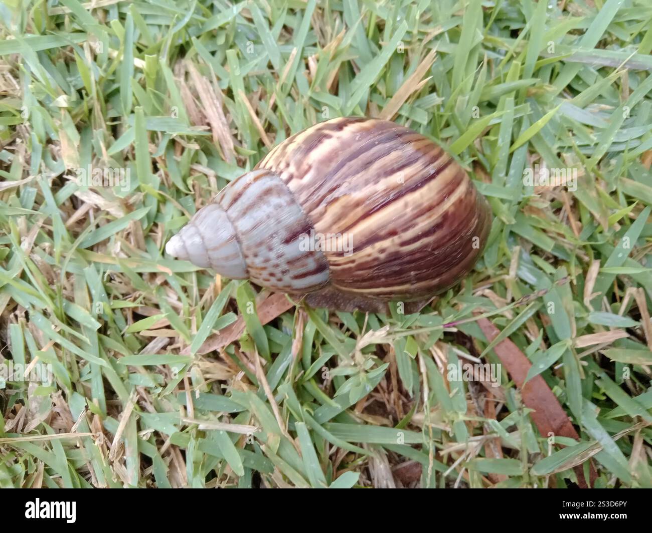 African Giant Snail (Lissachatina fulica Stock Photo - Alamy