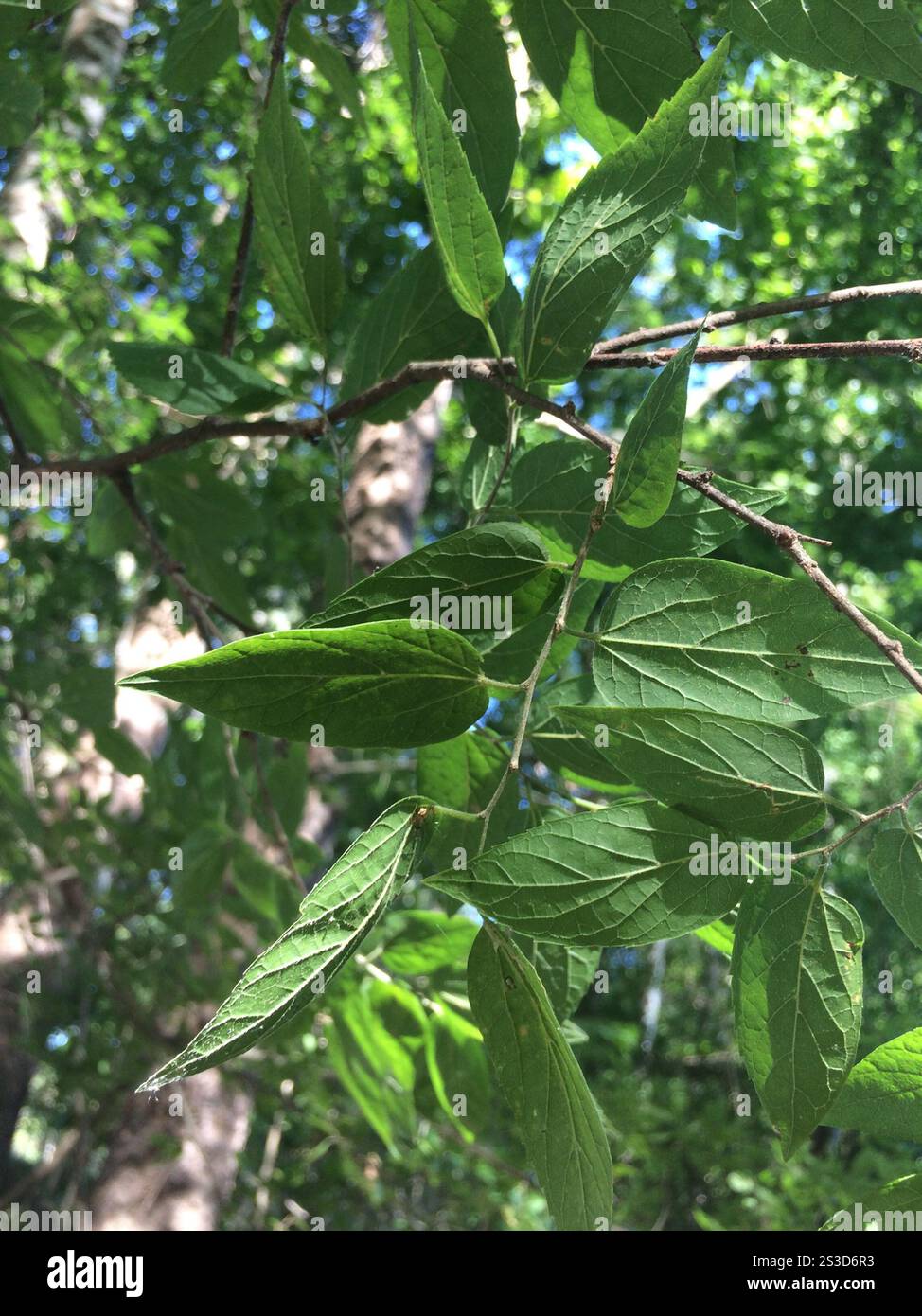 sugar hackberry (Celtis laevigata Stock Photo - Alamy
