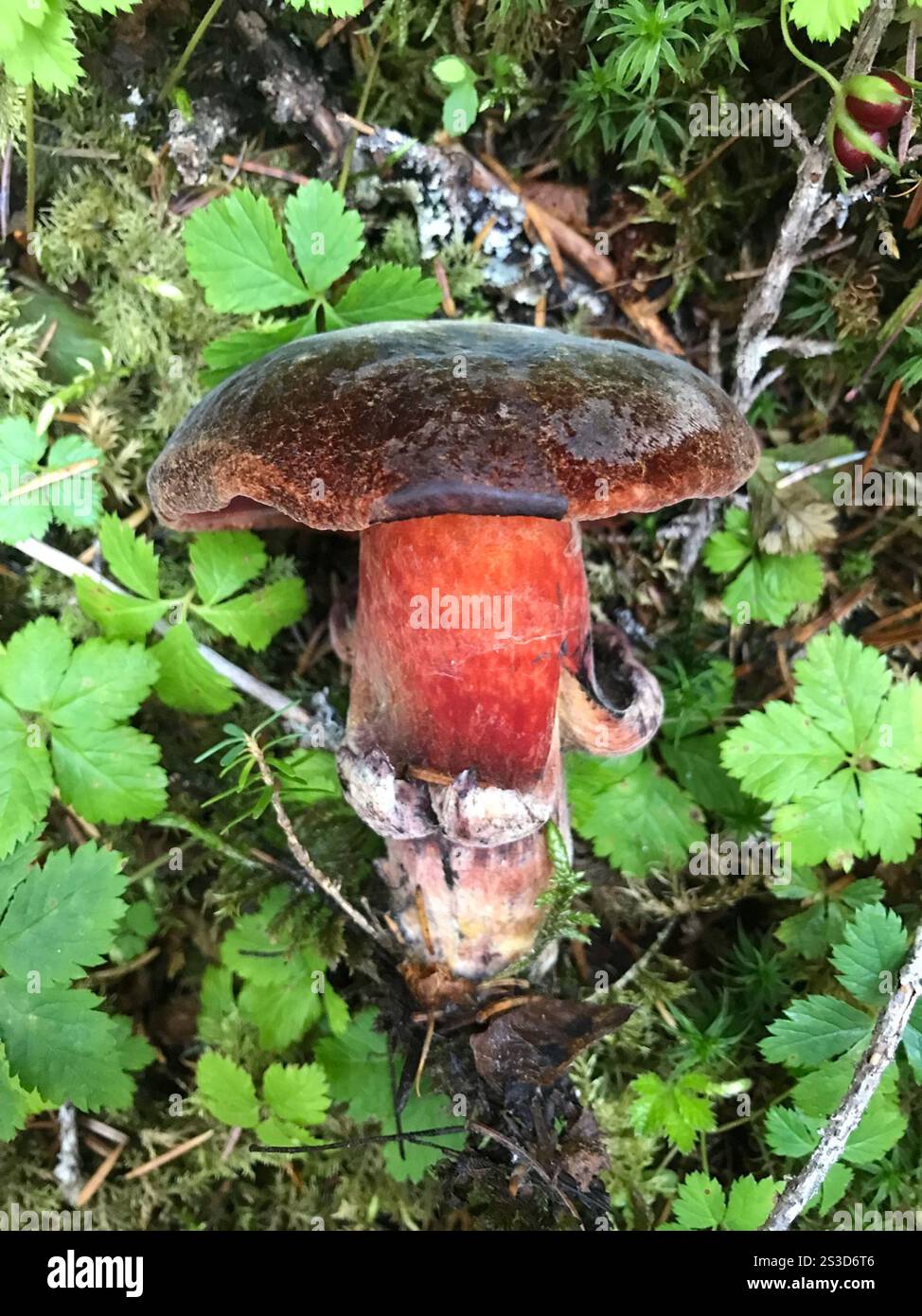 Dotted Stem Bolete (Neoboletus erythropus Stock Photo - Alamy