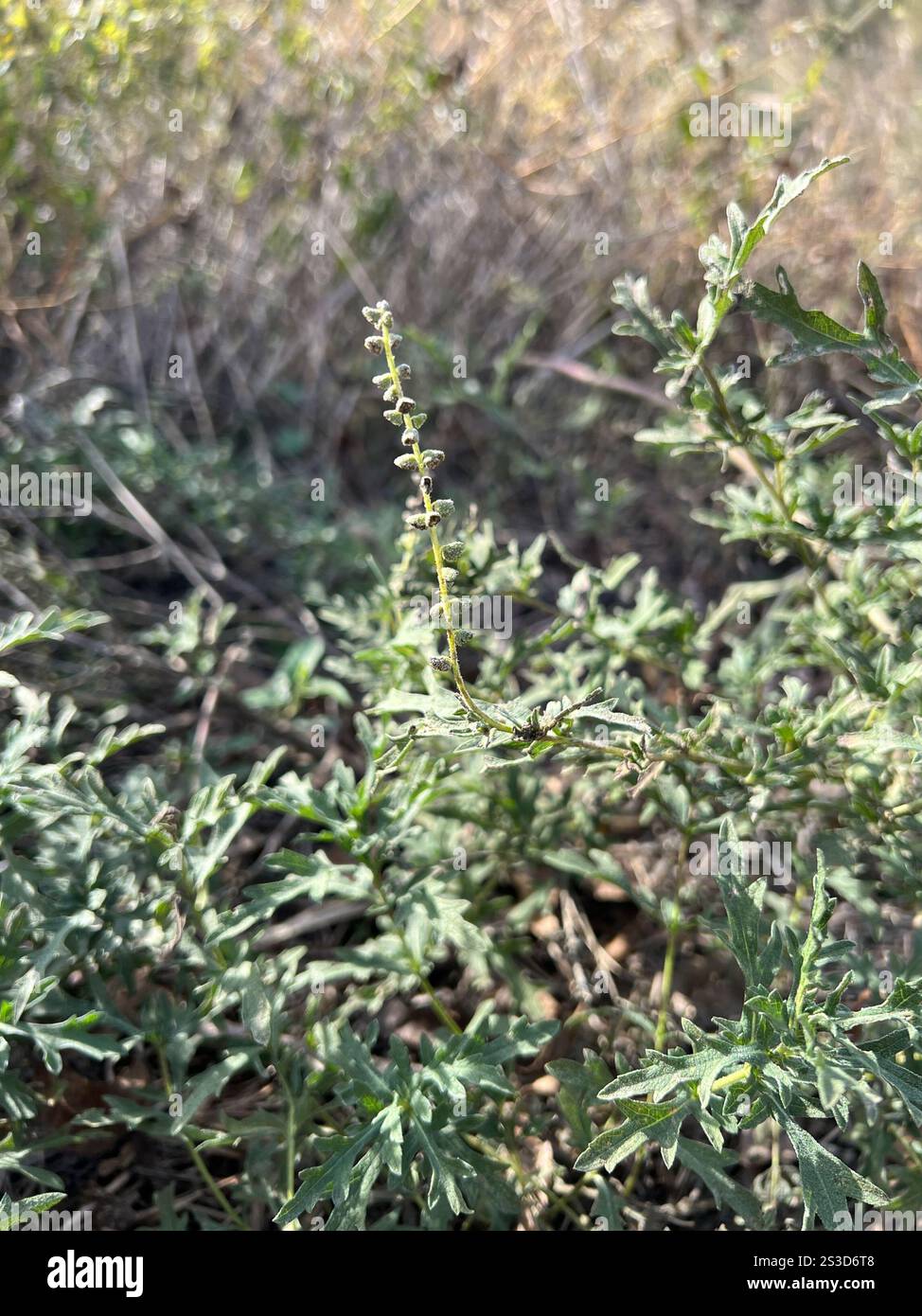 western ragweed (Ambrosia psilostachya Stock Photo - Alamy