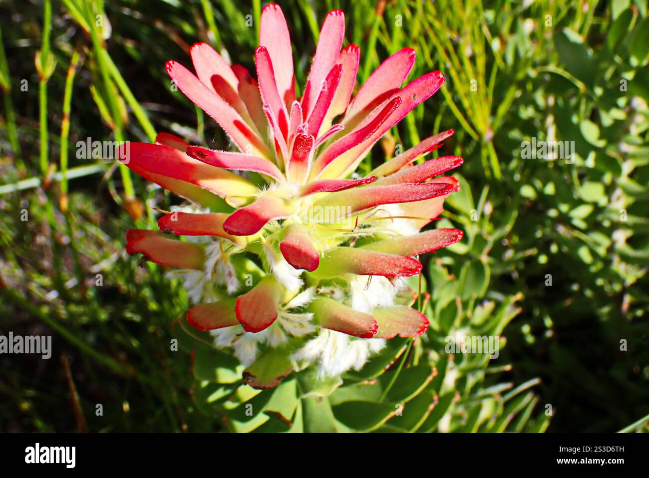Common Pagoda (Mimetes cucullatus Stock Photo - Alamy