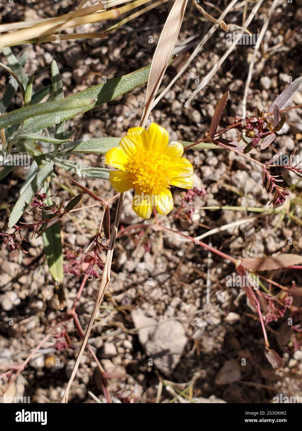 hairyseed bahia (Picradeniopsis absinthifolia Stock Photo - Alamy