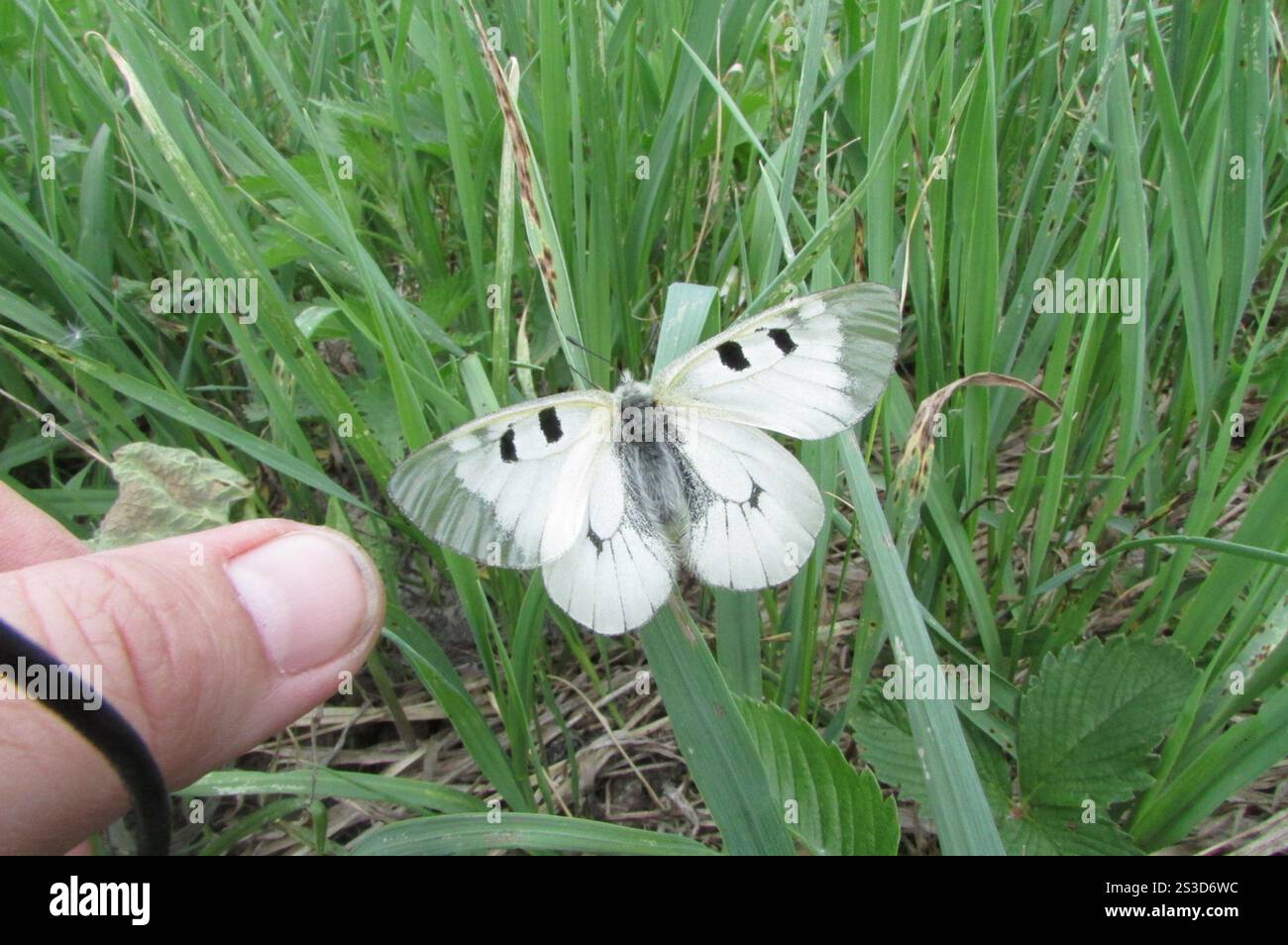 Clouded Apollo (Parnassius mnemosyne Stock Photo - Alamy