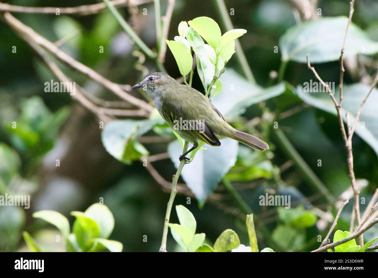 Zimmerius parvus hi-res stock photography and images - Alamy