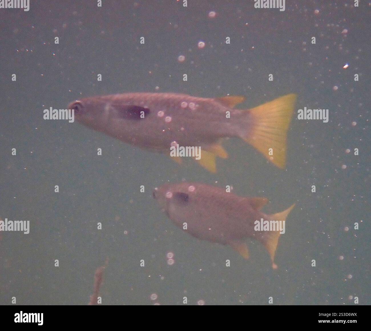 Squaretail Mullet (Ellochelon vaigiensis Stock Photo - Alamy