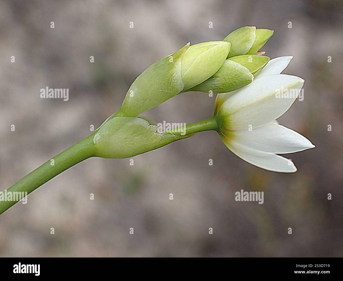 Yellow Chincherinchee (Ornithogalum dubium Stock Photo - Alamy