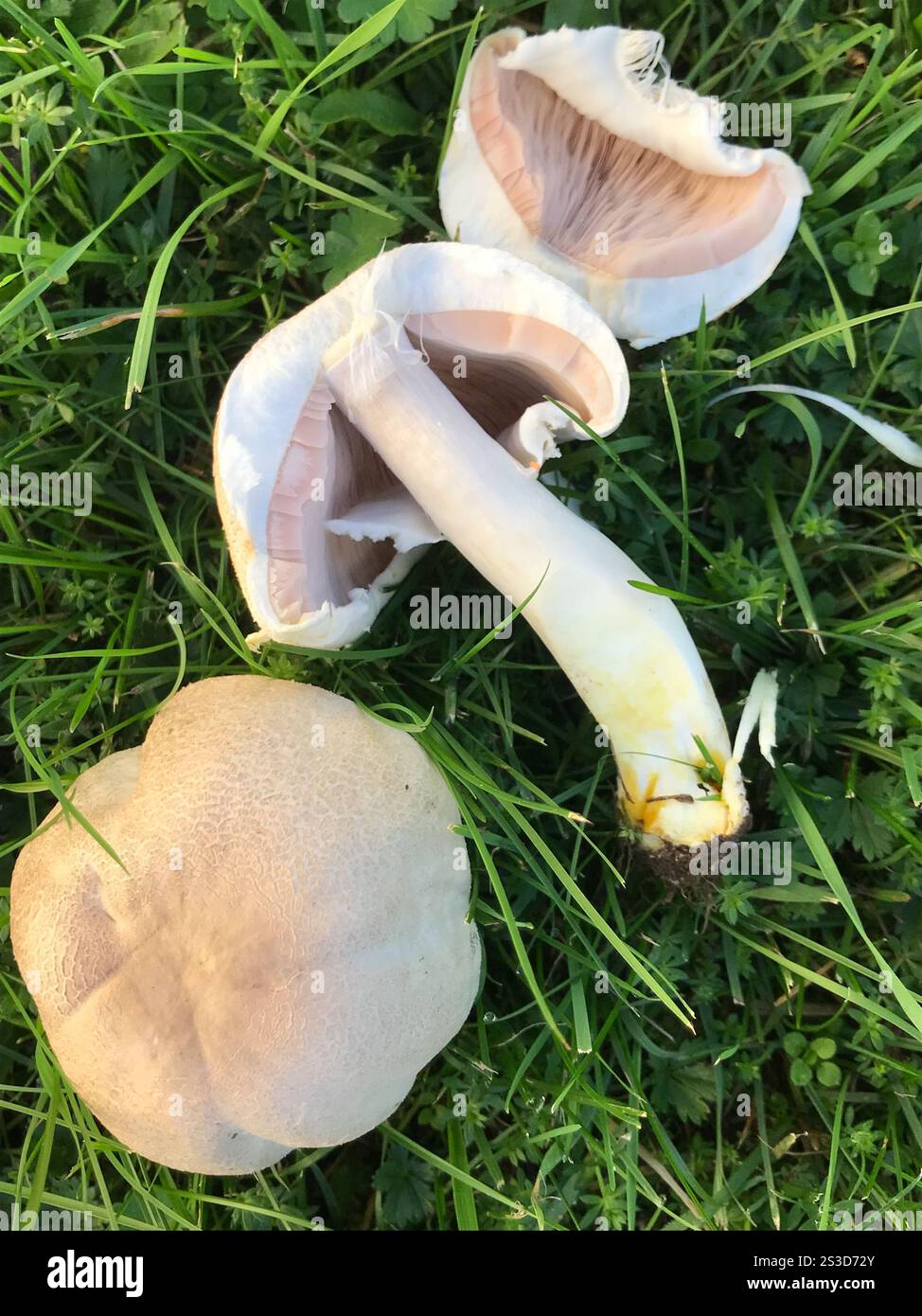 Yellow Stainer (Agaricus xanthodermus Stock Photo - Alamy