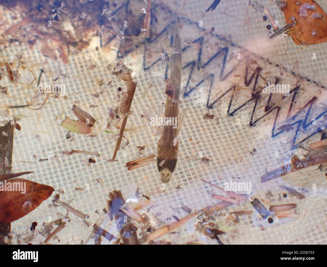 Threespine Stickleback (Gasterosteus aculeatus Stock Photo - Alamy