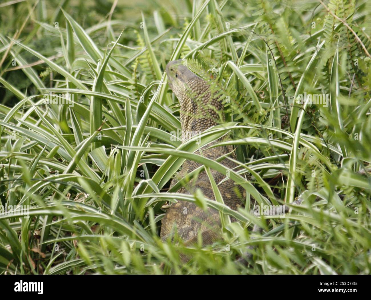White-throated monitor (Varanus albigularis albigularis Stock Photo - Alamy